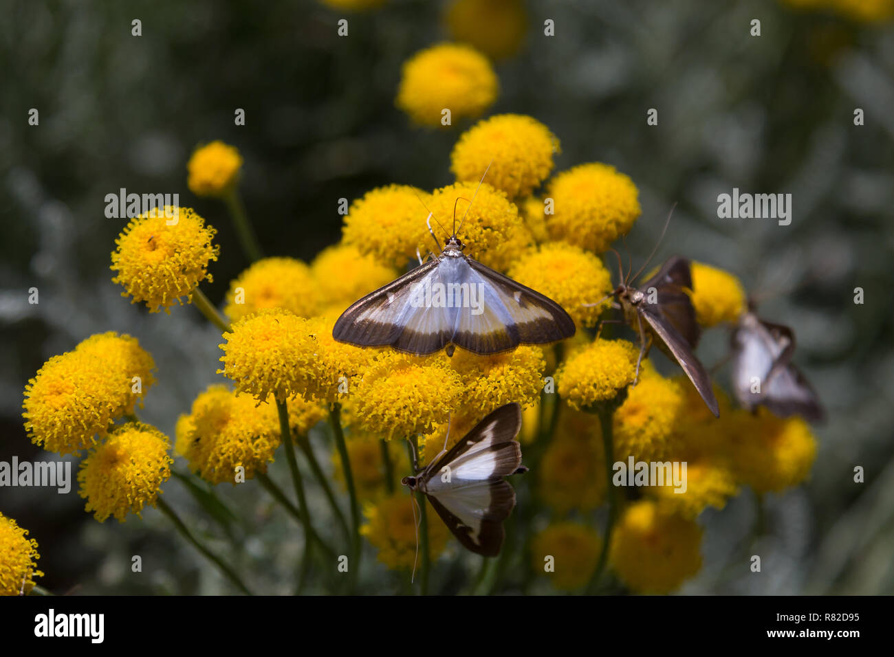 Group of Box Tree moths Stock Photo - Alamy