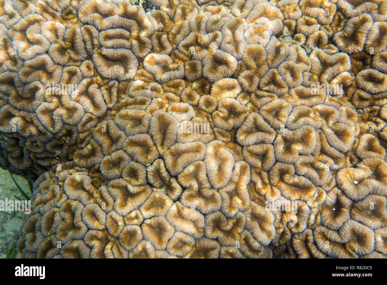 A tropical coral texture close up view Stock Photo - Alamy