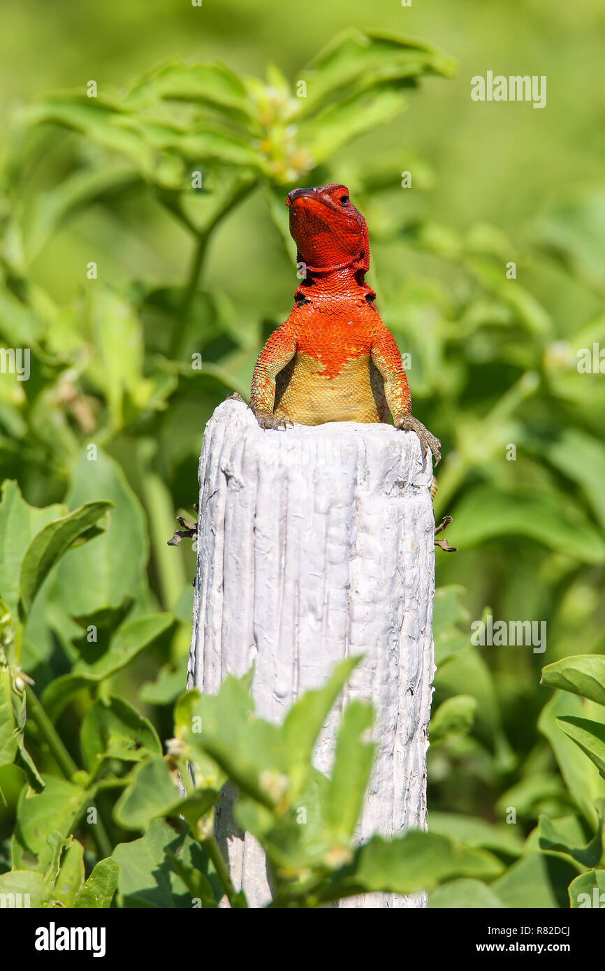 Female Hood lava lizard (Microlophus delanonis) on Espanola Island ...