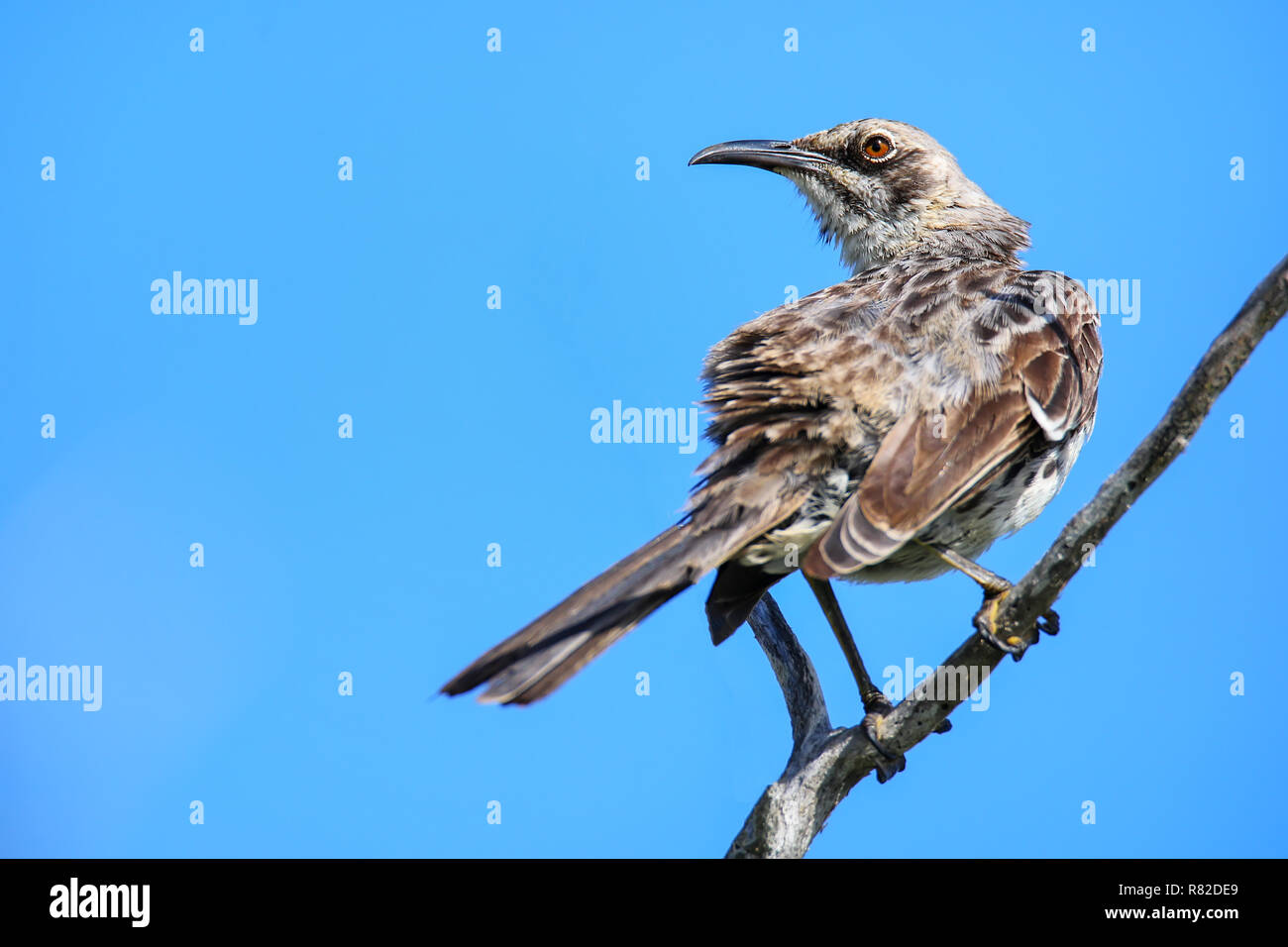 Hood mockingbird (Mimus macdonaldi) on Espanola Island, Galapagos ...