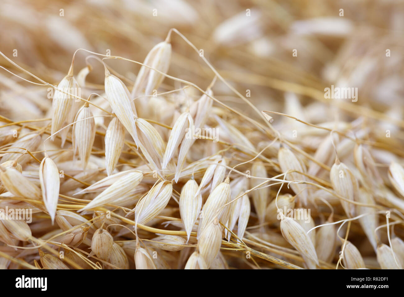 Raw grains of oats close up as a background macro Stock Photo - Alamy