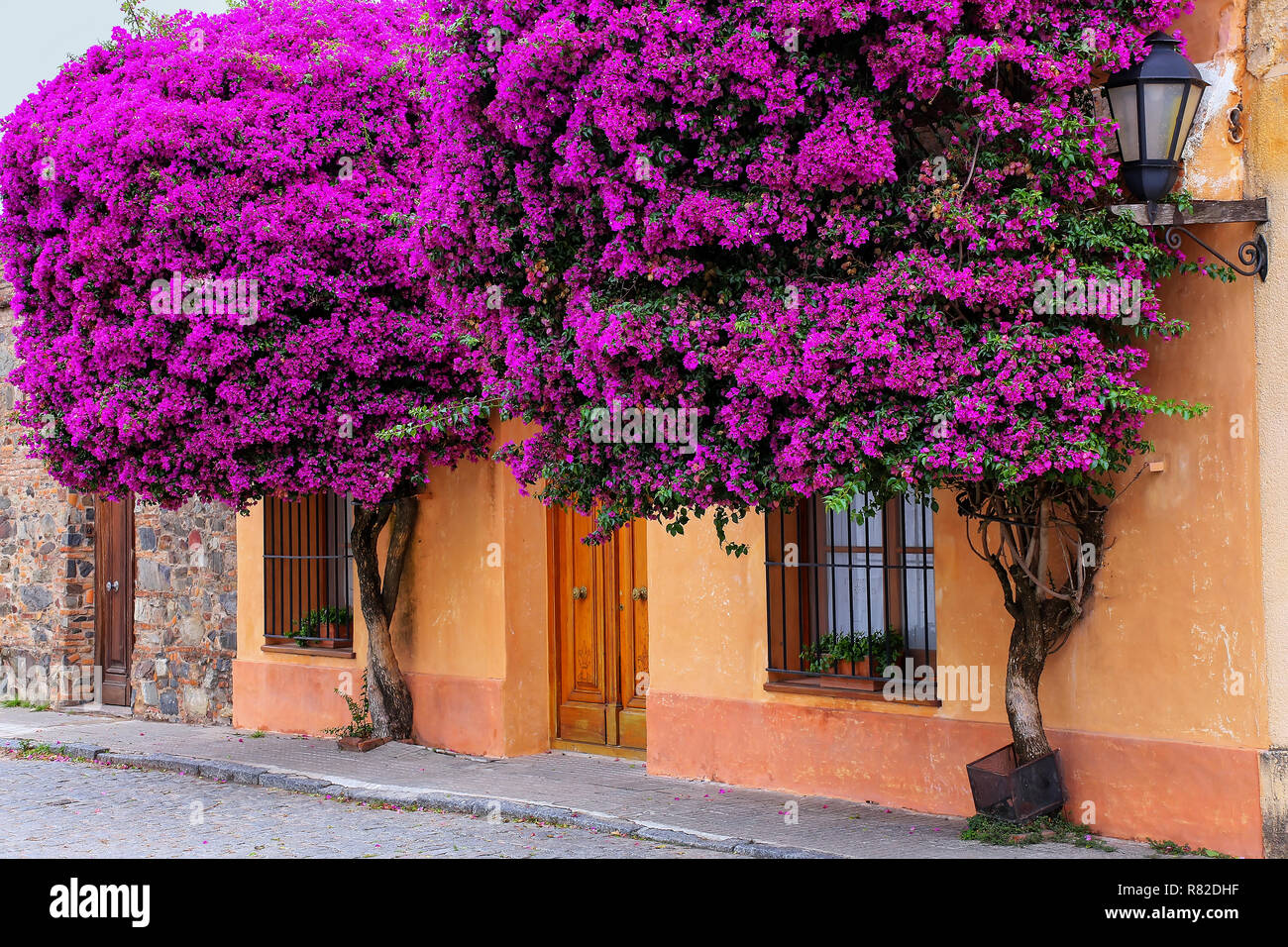 Bougainvillea trees growing by the house in historic quarter of Colonia ...