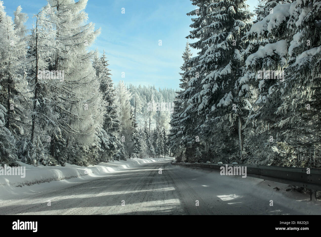 Snow covered path through trees with winter sun hi-res stock ...