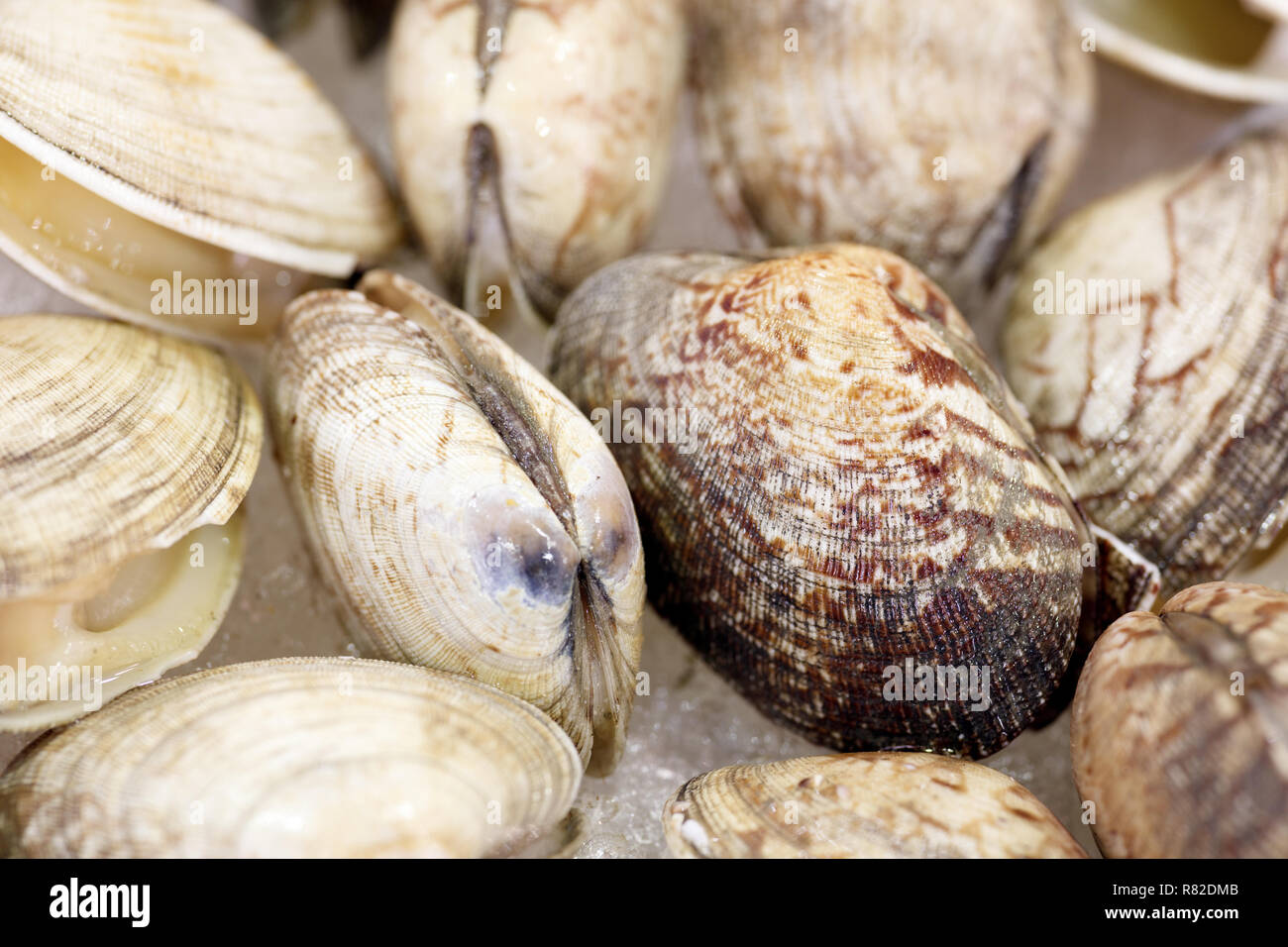 Clams on display hi-res stock photography and images - Alamy