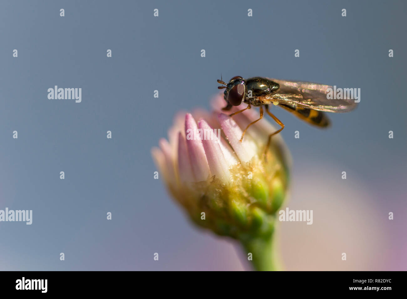 Syrfoidea hi-res stock photography and images - Alamy