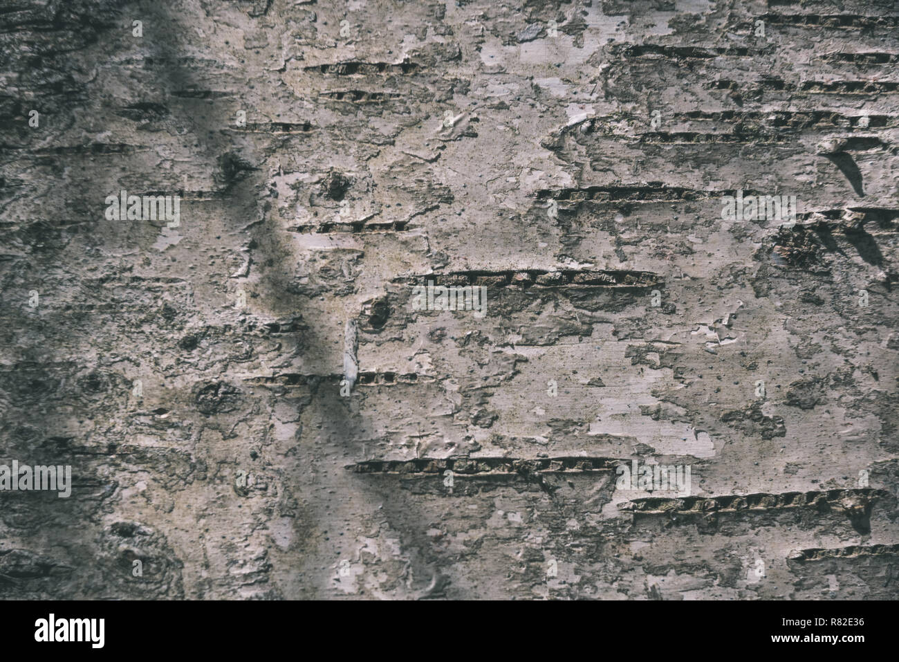 old dry tree trunk stomp texture with bark in nature - vintage retro ...