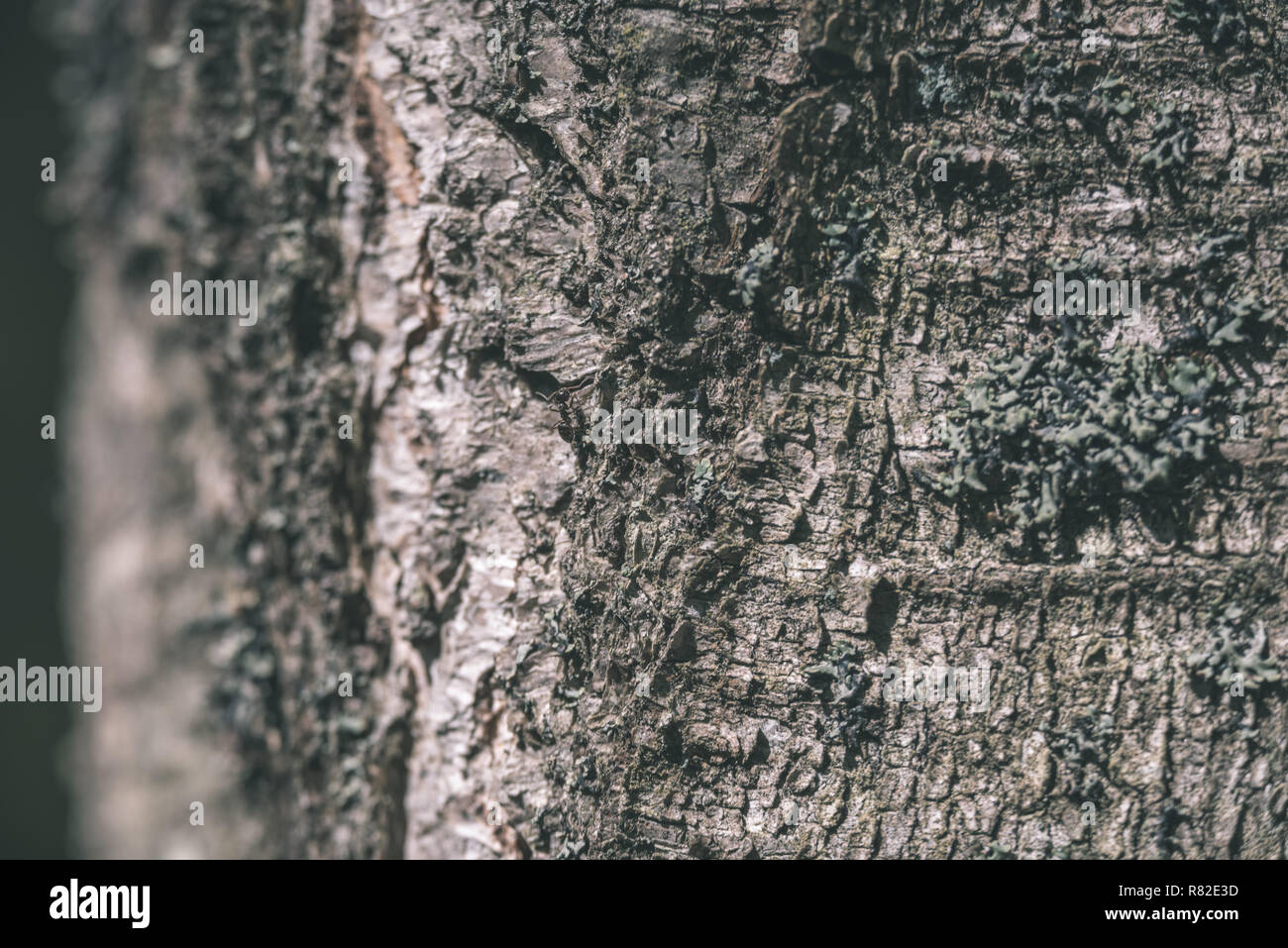 old dry tree trunk stomp texture with bark in nature - vintage retro ...