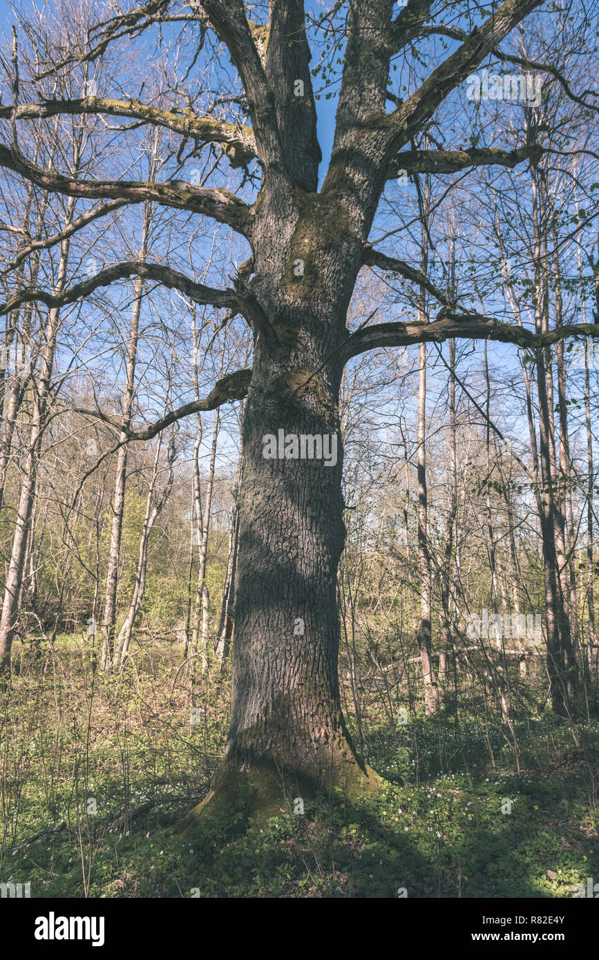 single isolated large big tree in nature environment with huge trunk ...