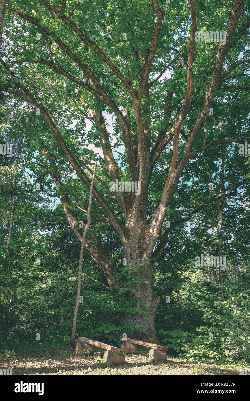 single isolated large big tree in nature environment with huge trunk ...