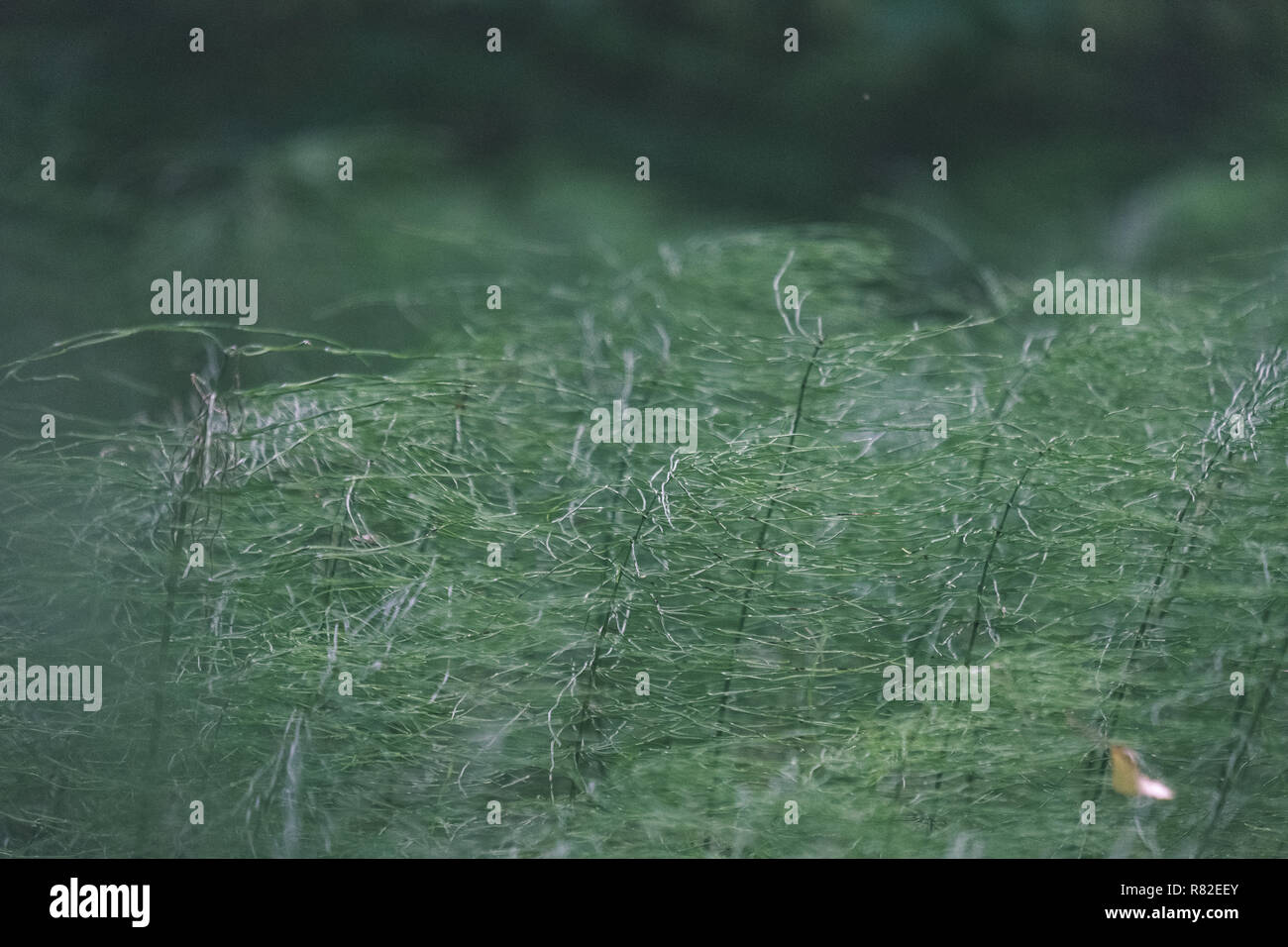 deep green foliage in summer light for backgrounds or textures neutral ...