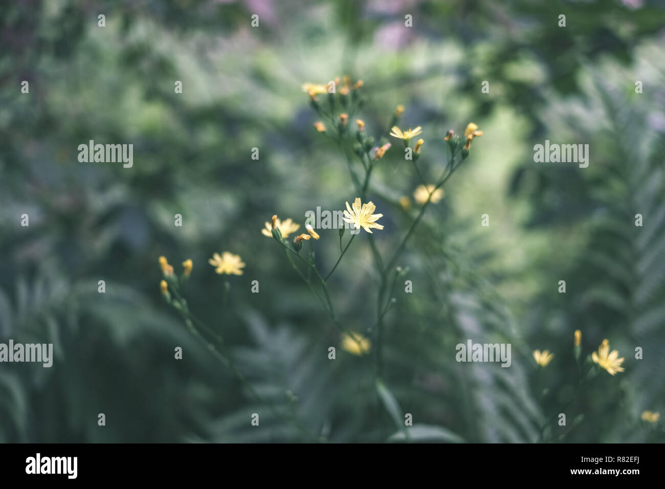 deep green foliage in summer light for backgrounds or textures neutral ...
