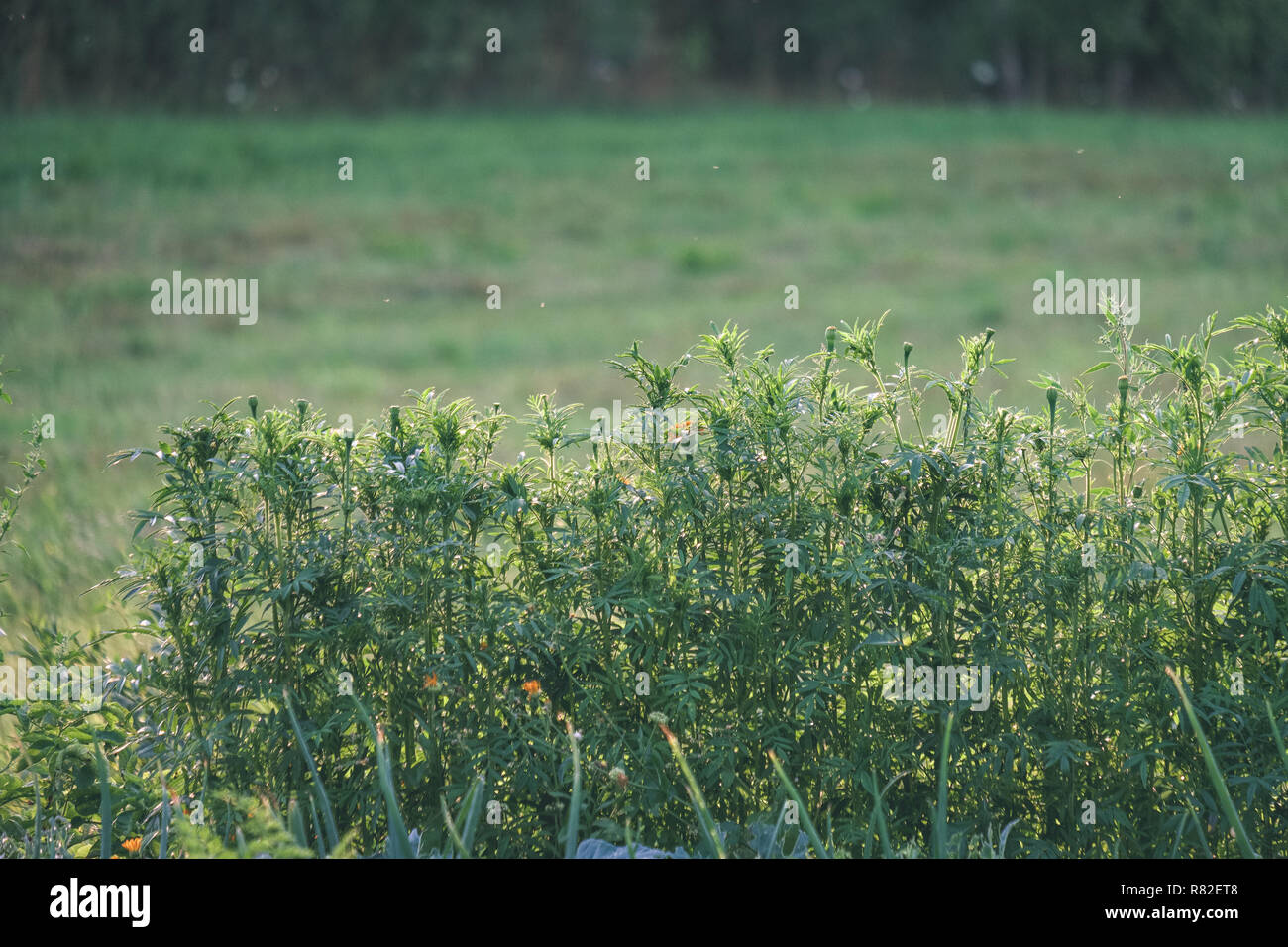 deep green foliage in summer light for backgrounds or textures neutral ...