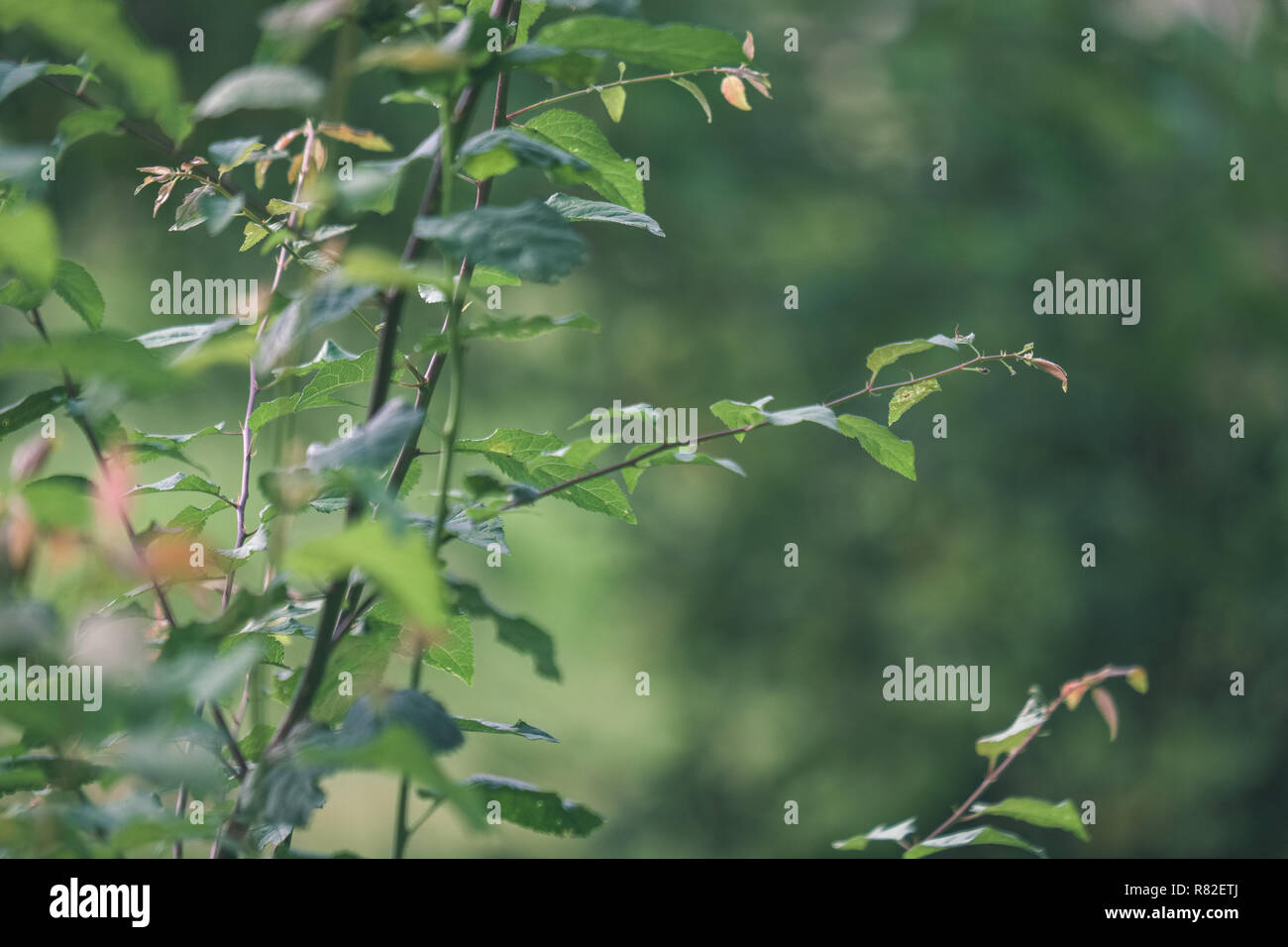 deep green foliage in summer light for backgrounds or textures neutral ...