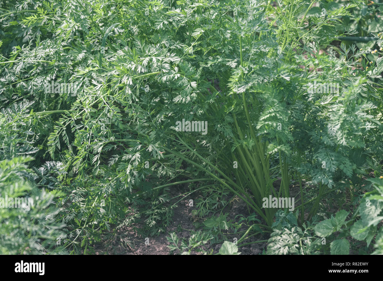 deep green foliage in summer light for backgrounds or textures neutral ...