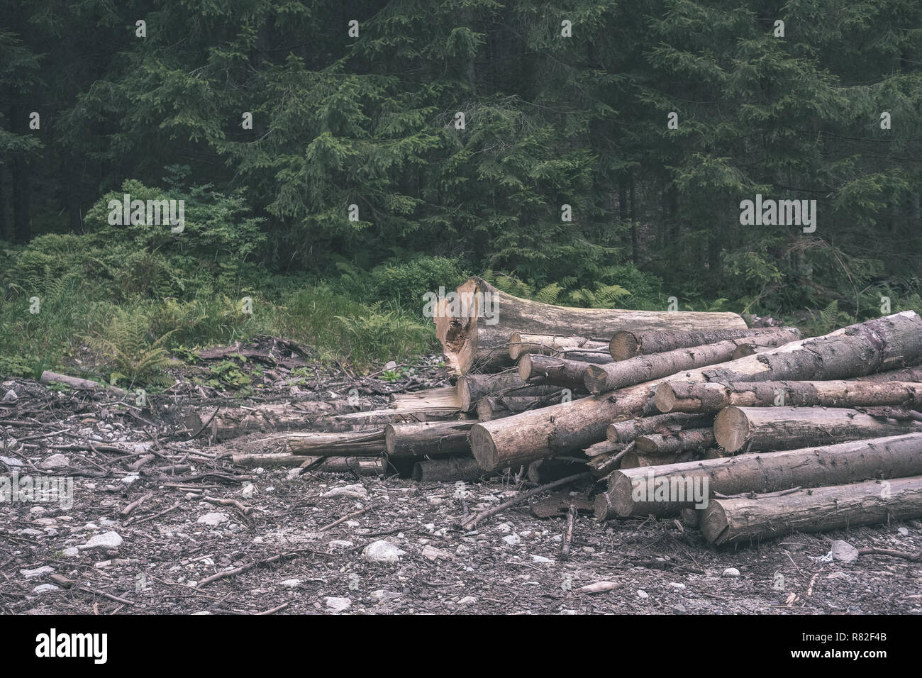 pile of freshly cut log wood in forest for burning in fire place ...