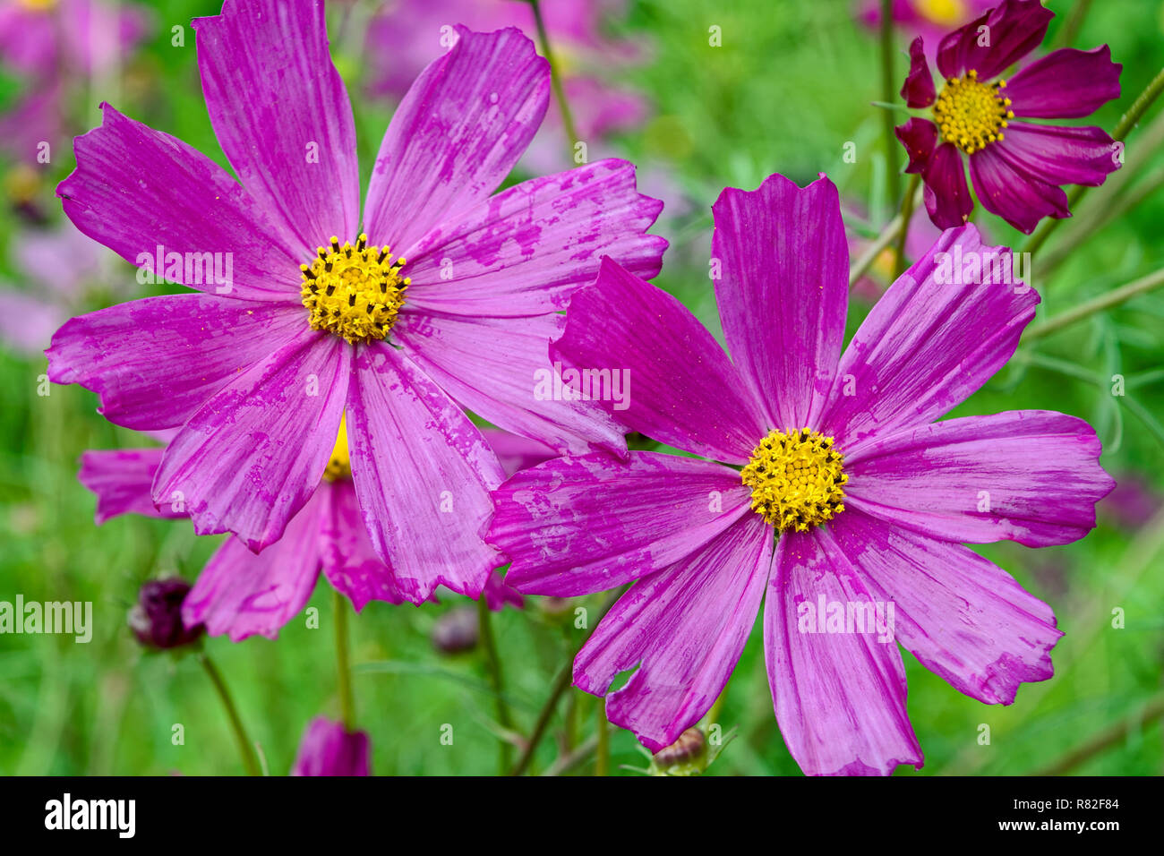 Macro of Bright Pink Cosmos flowers in the garden with blur background ...