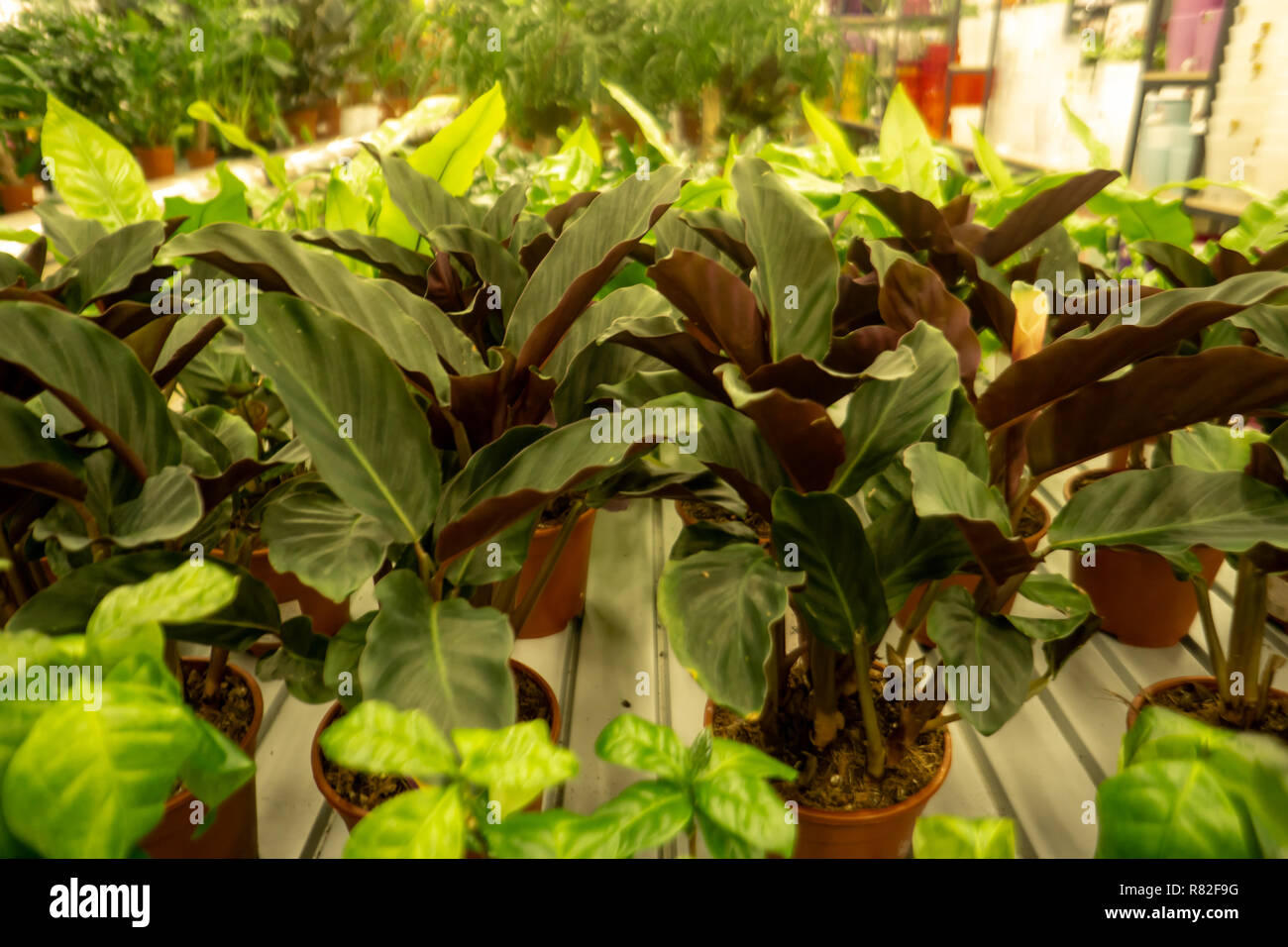 Collection display indoor house plants hi-res stock photography and ...