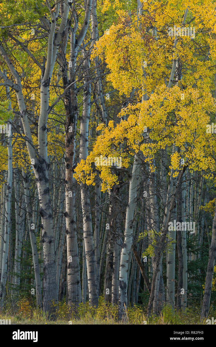 Fall color amongst the aspen in Jasper National Park, Alberta, Canada ...