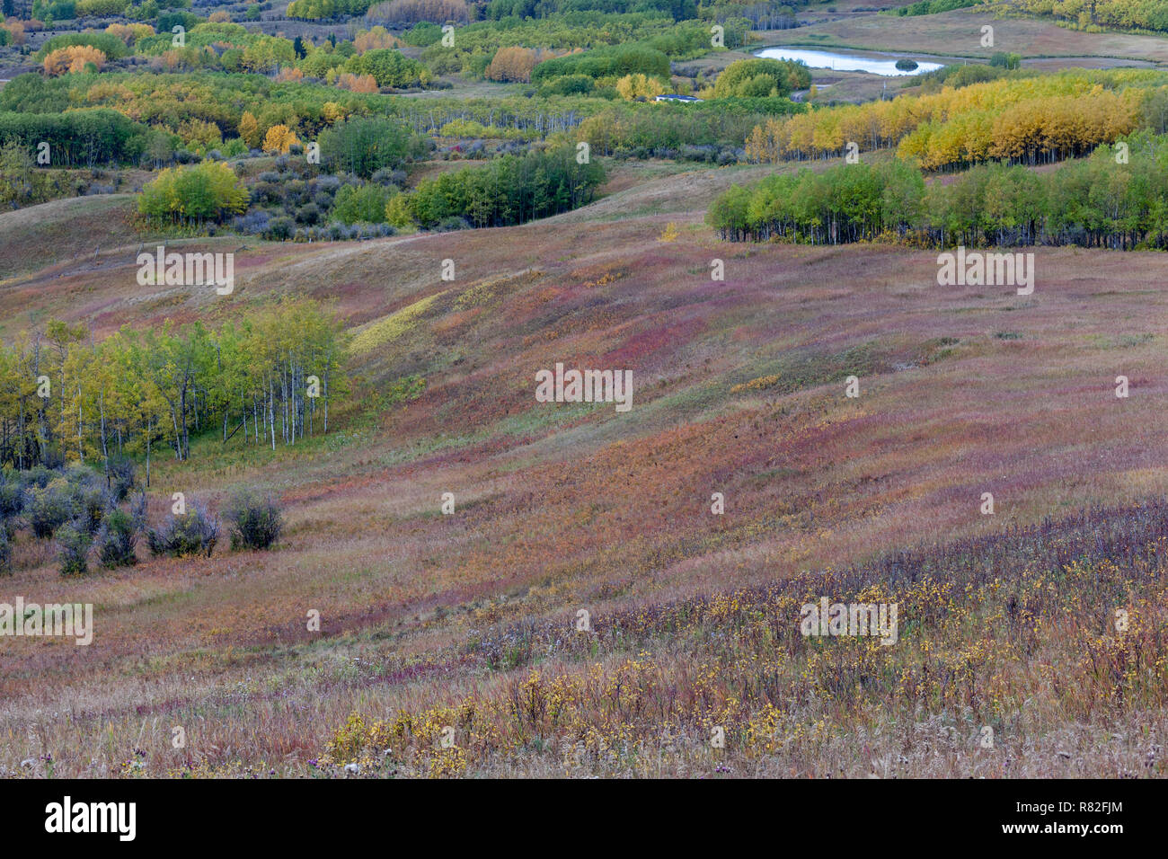 Alberta outdoors beauty in the foothills, view of a field of colorful ...