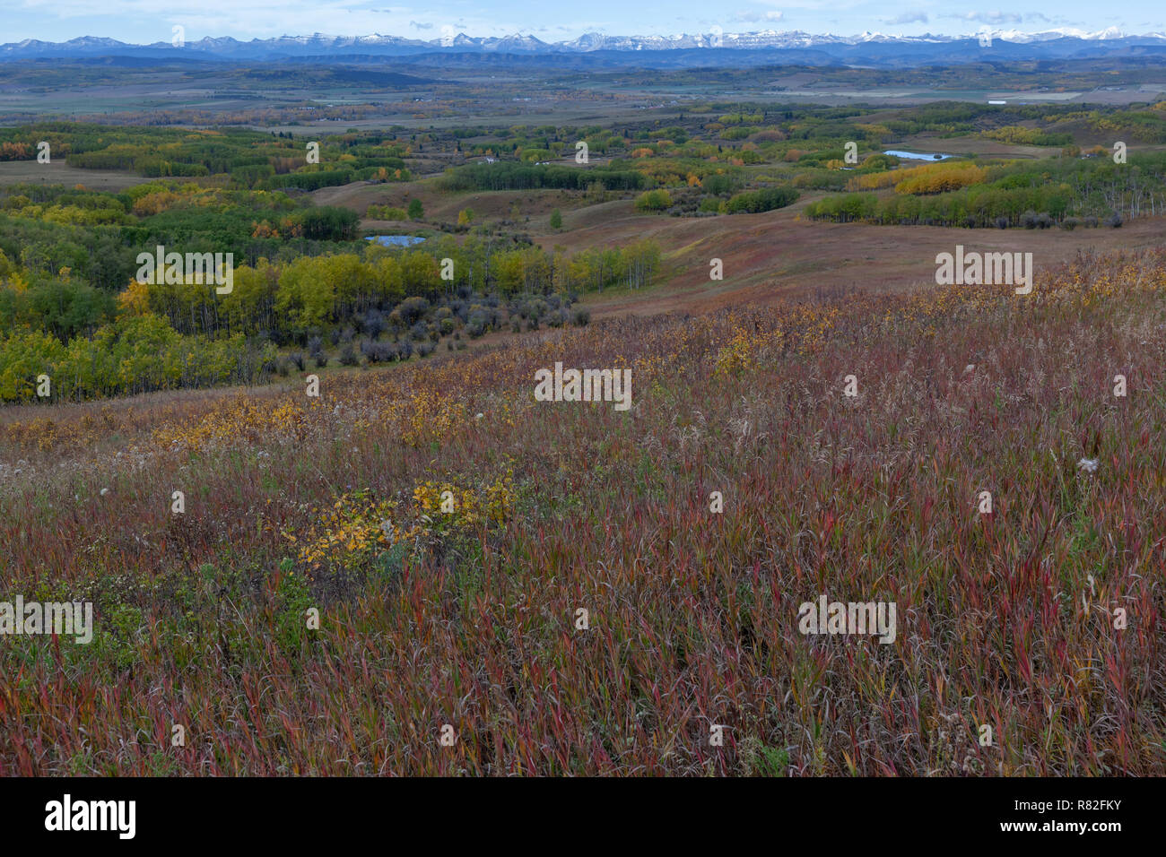 Alberta outdoors beauty in the foothills, view of a field of ...