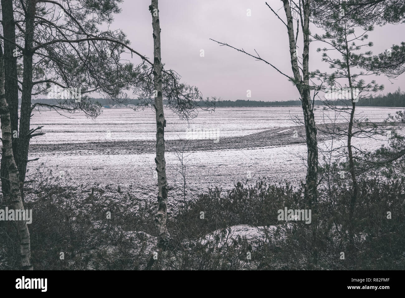 swamp landscape view with dry distant trees, and first snow on green ...