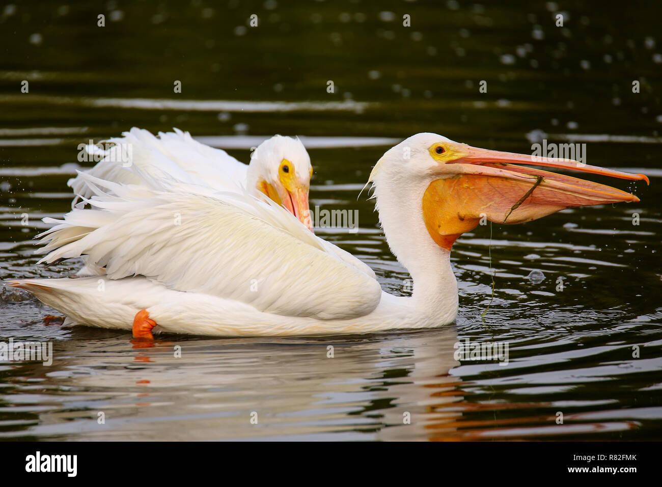 Pelican eating hi-res stock photography and images - Alamy