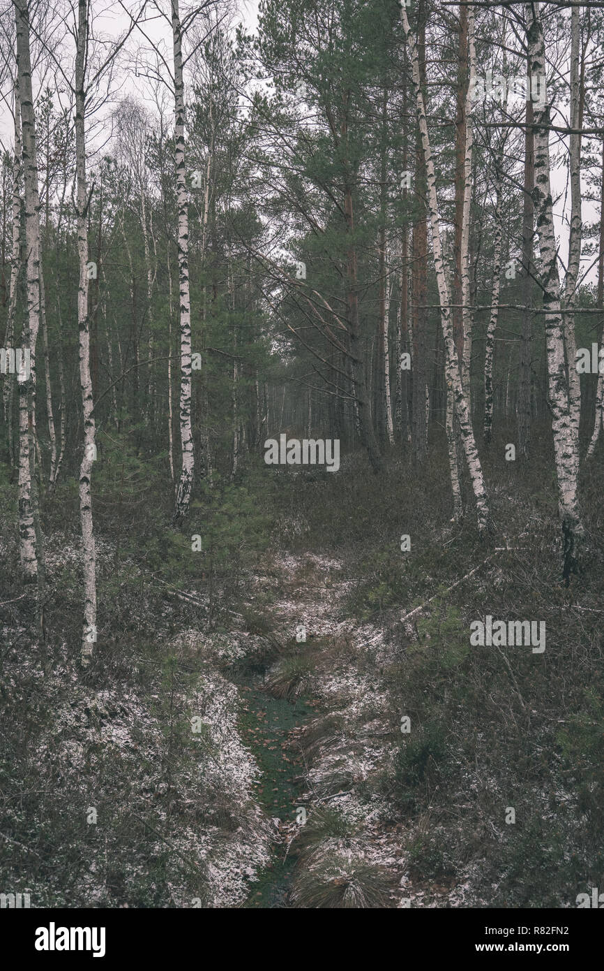 swamp landscape view with dry distant trees, and first snow on green ...