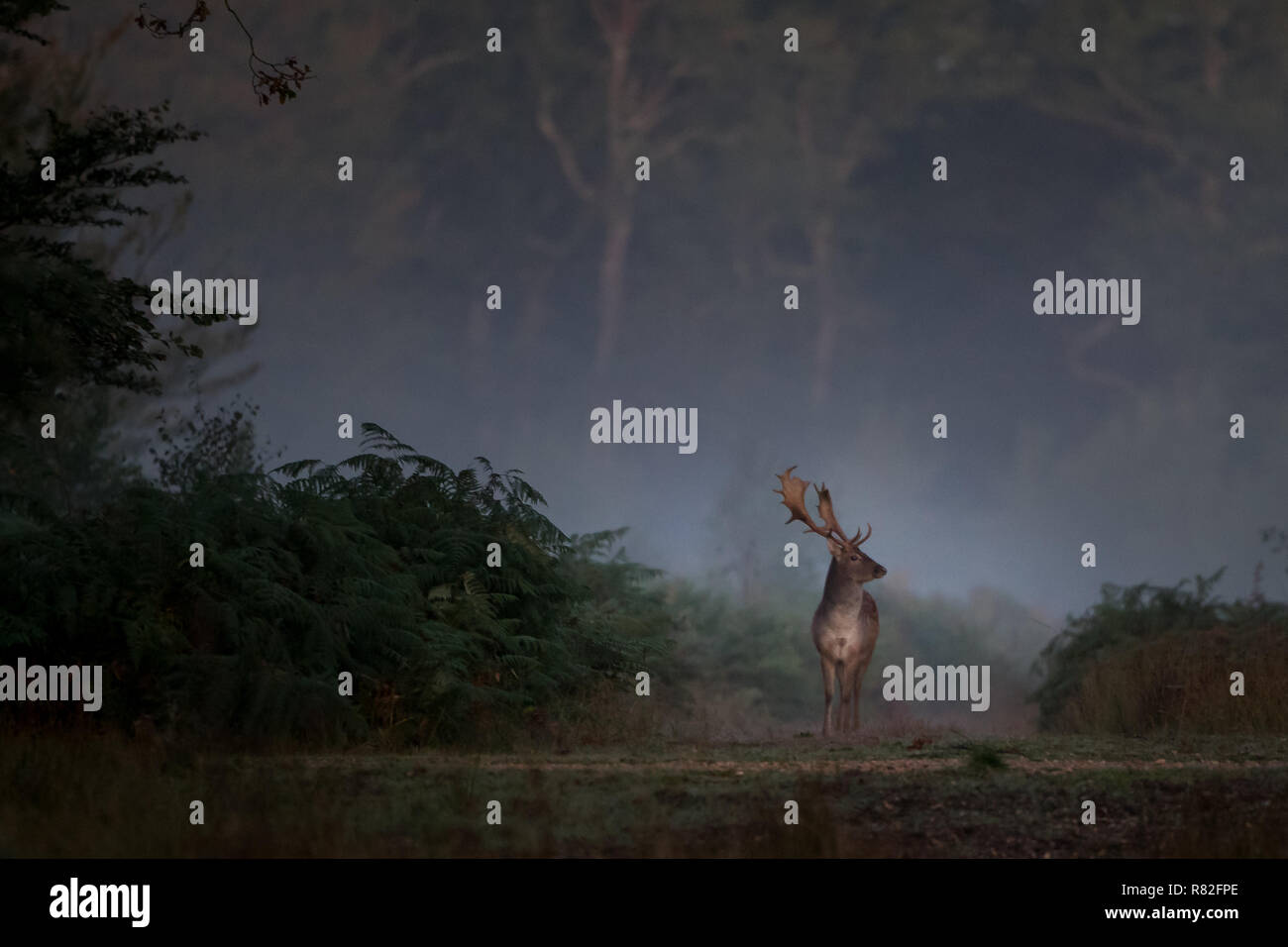 New forest deer mist hi-res stock photography and images - Alamy