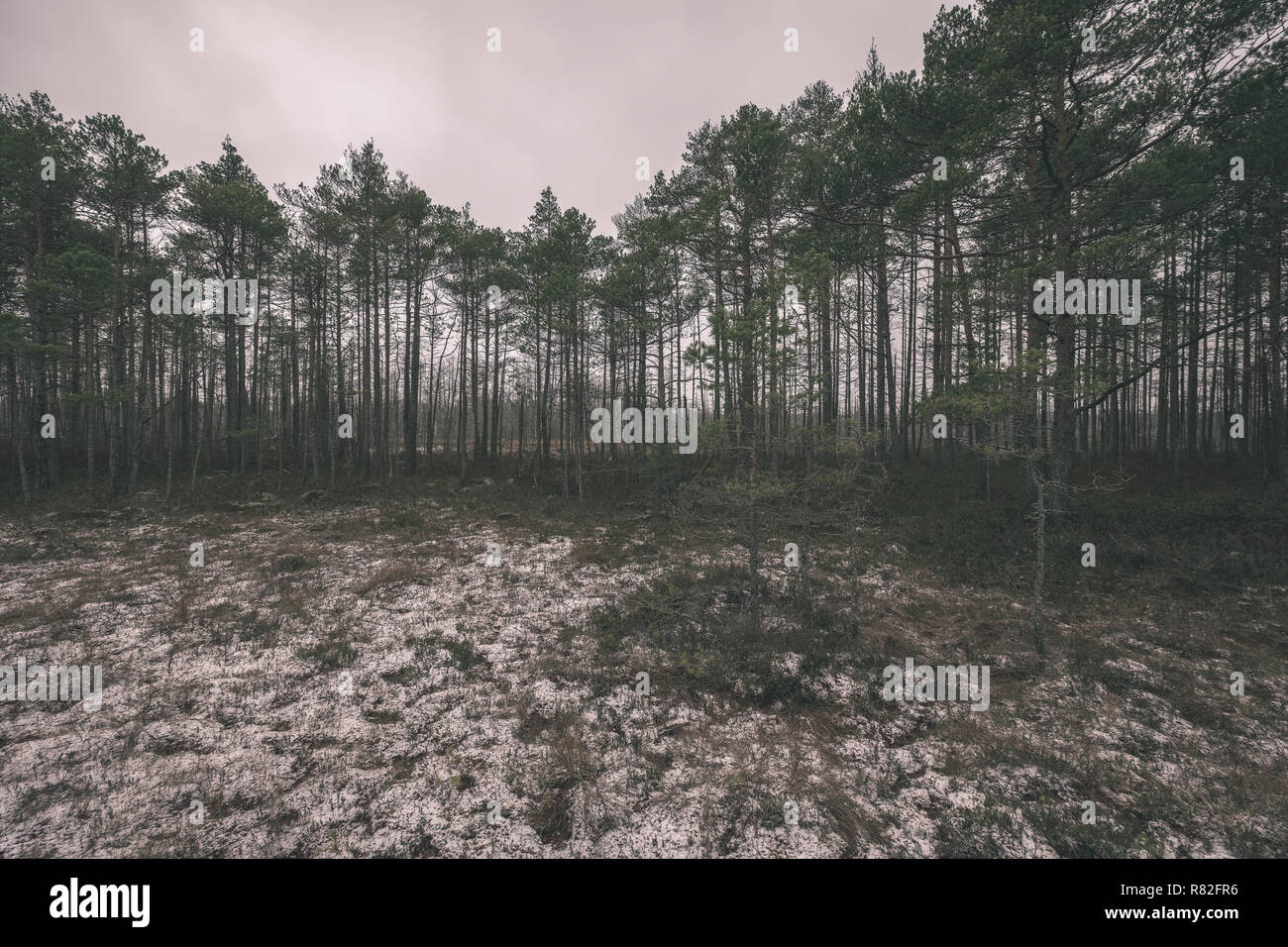 swamp landscape view with dry distant trees, and first snow on green ...