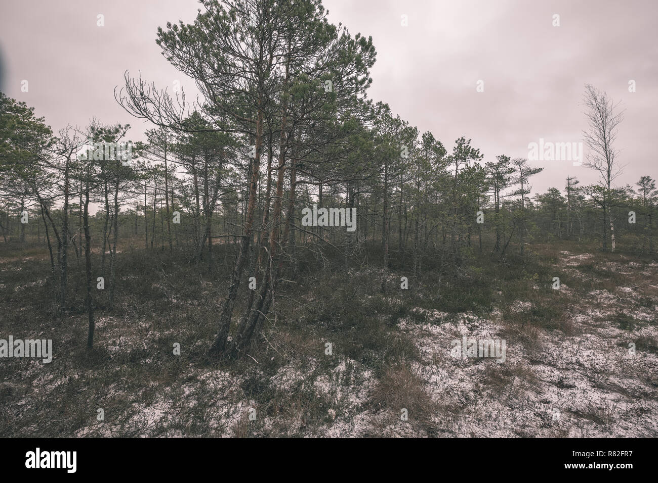 swamp landscape view with dry distant trees, and first snow on green ...