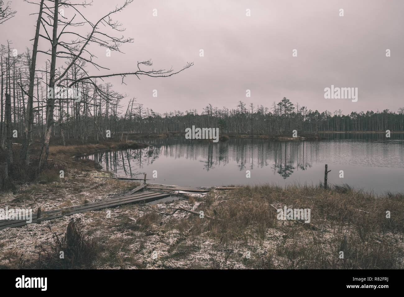 swamp landscape view with dry pine trees, reflections in water and ...