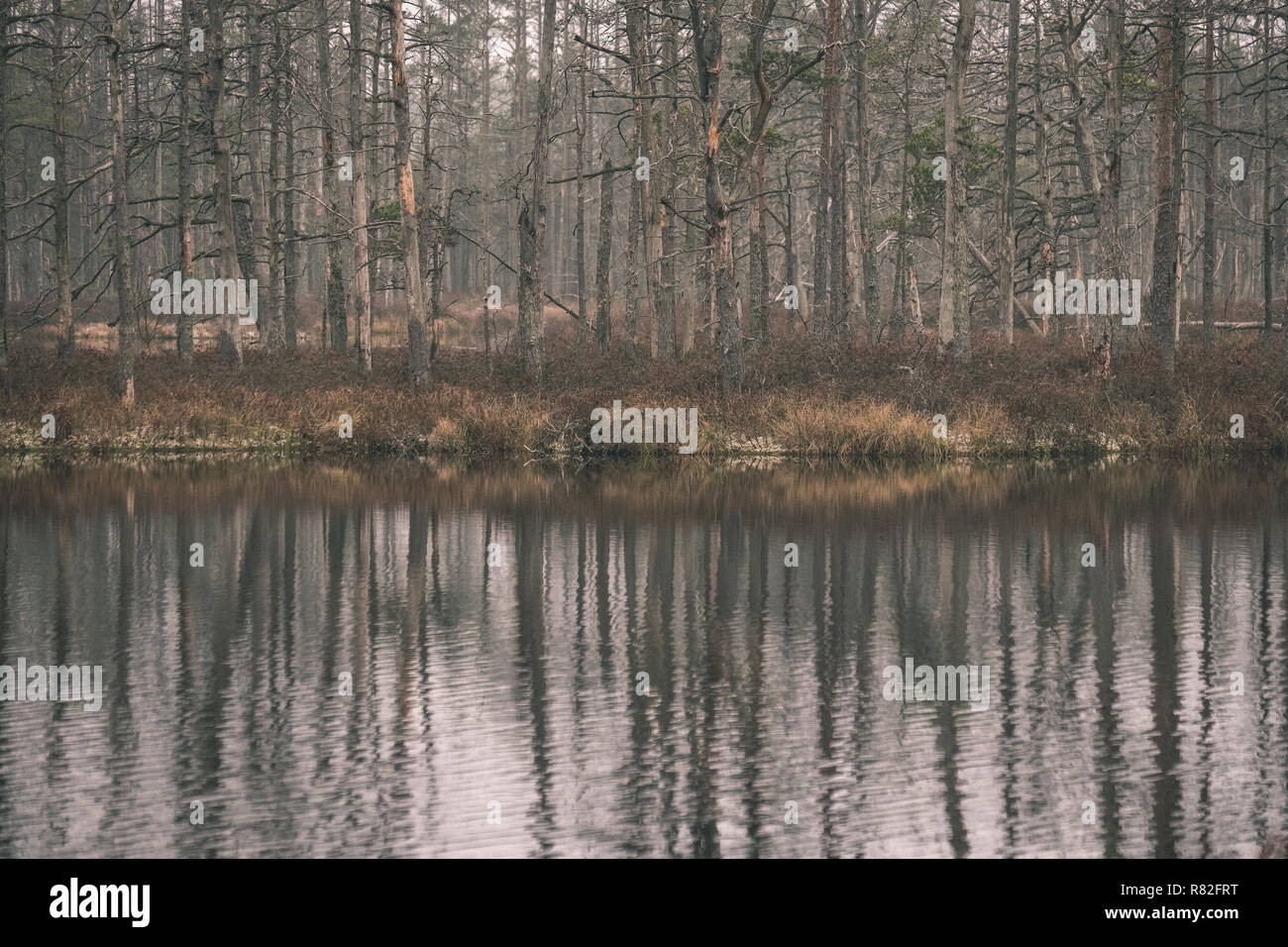 swamp landscape view with dry pine trees, reflections in water and ...