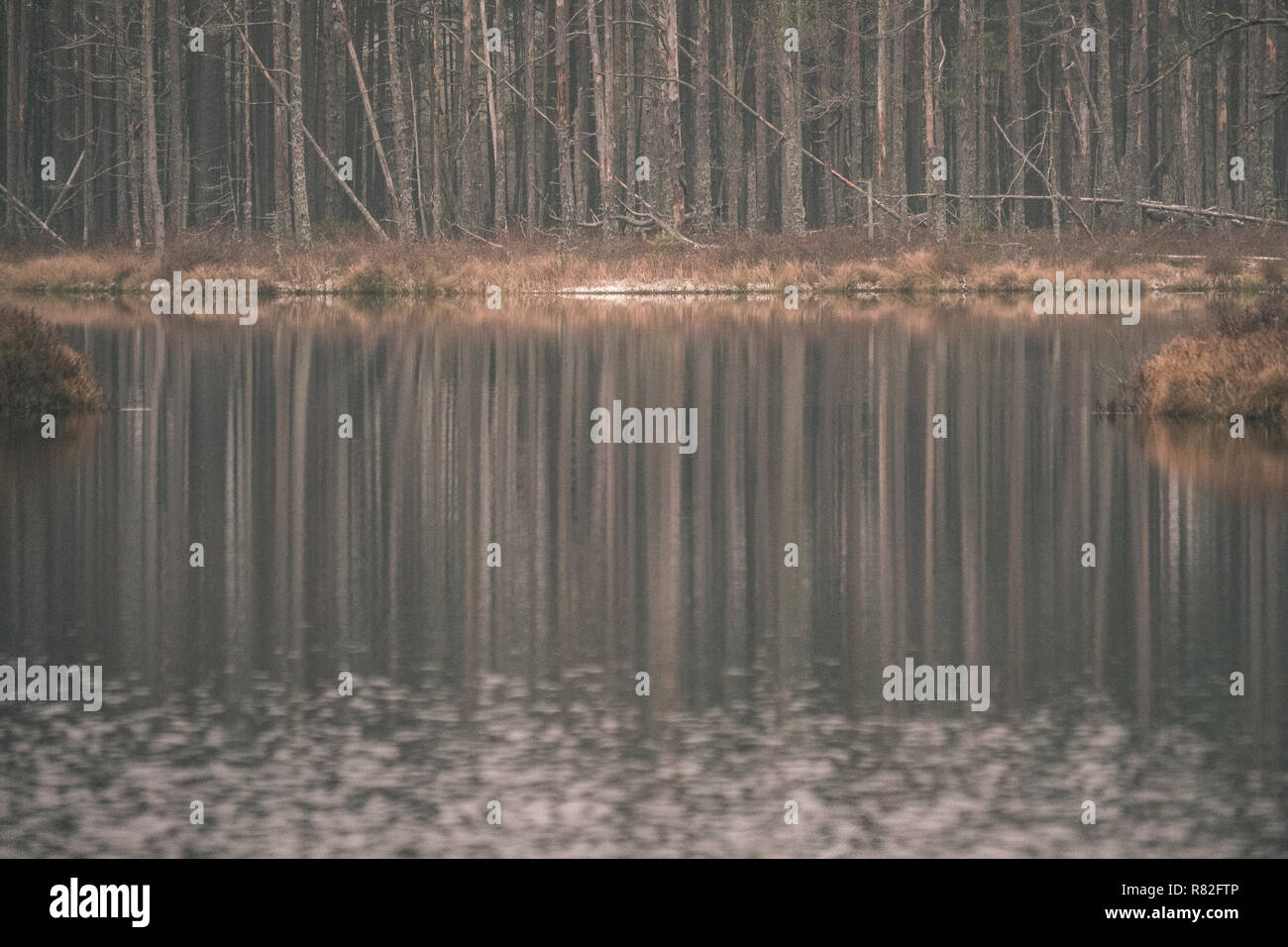 swamp landscape view with dry pine trees, reflections in water and ...