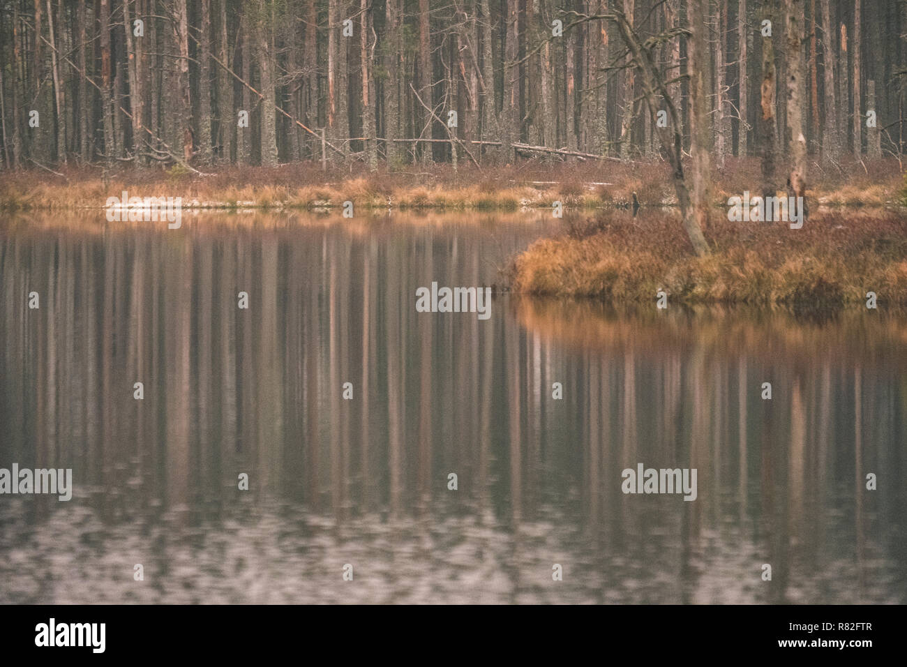 swamp landscape view with dry pine trees, reflections in water and ...