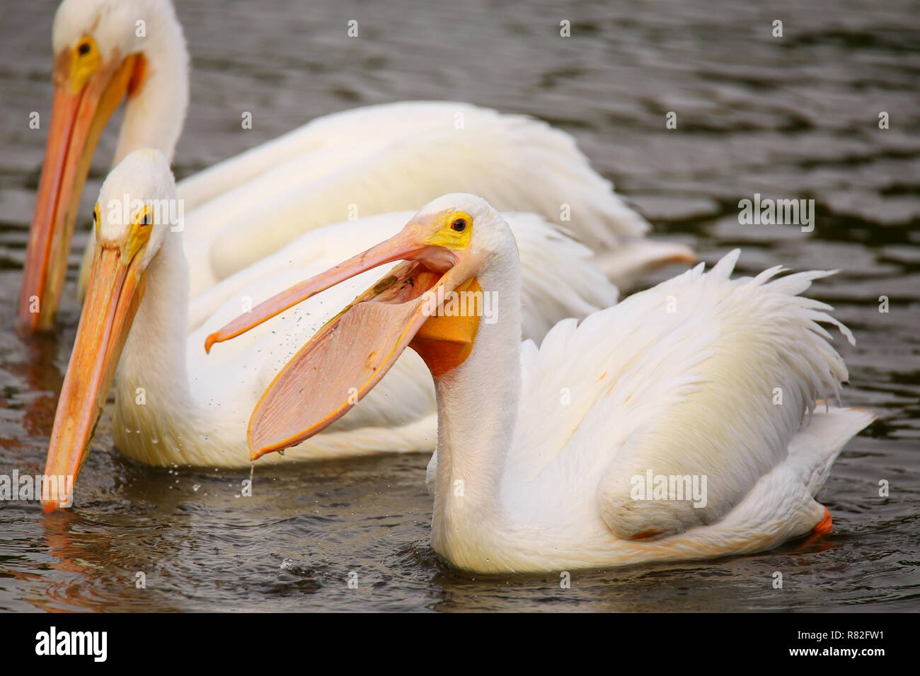 Pelican eating hi-res stock photography and images - Alamy