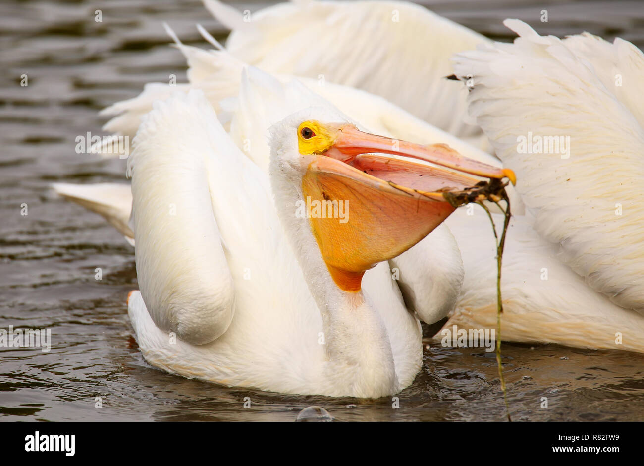 Pelican eating hi-res stock photography and images - Alamy