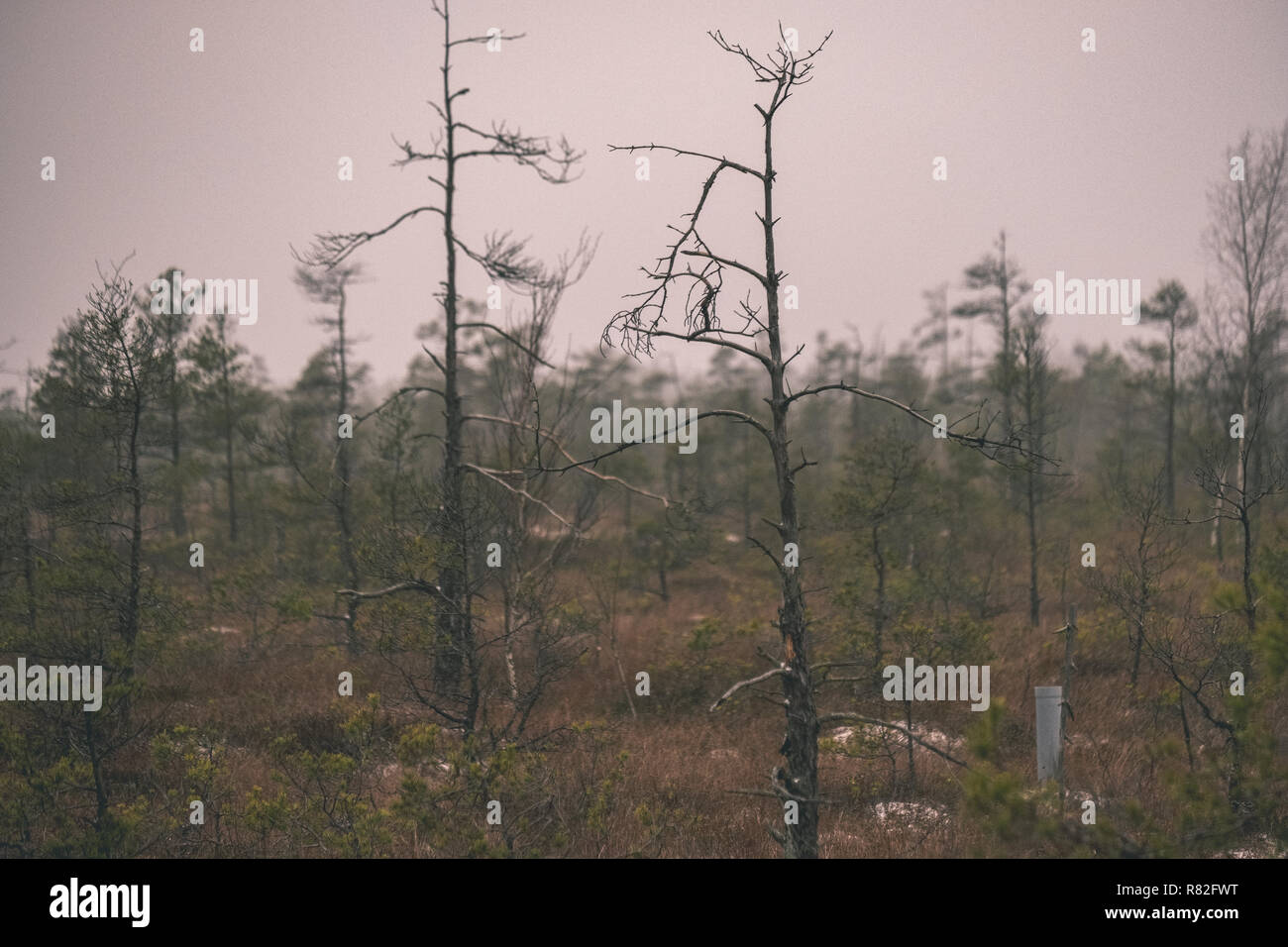 swamp landscape view with dry distant trees, and first snow on green ...