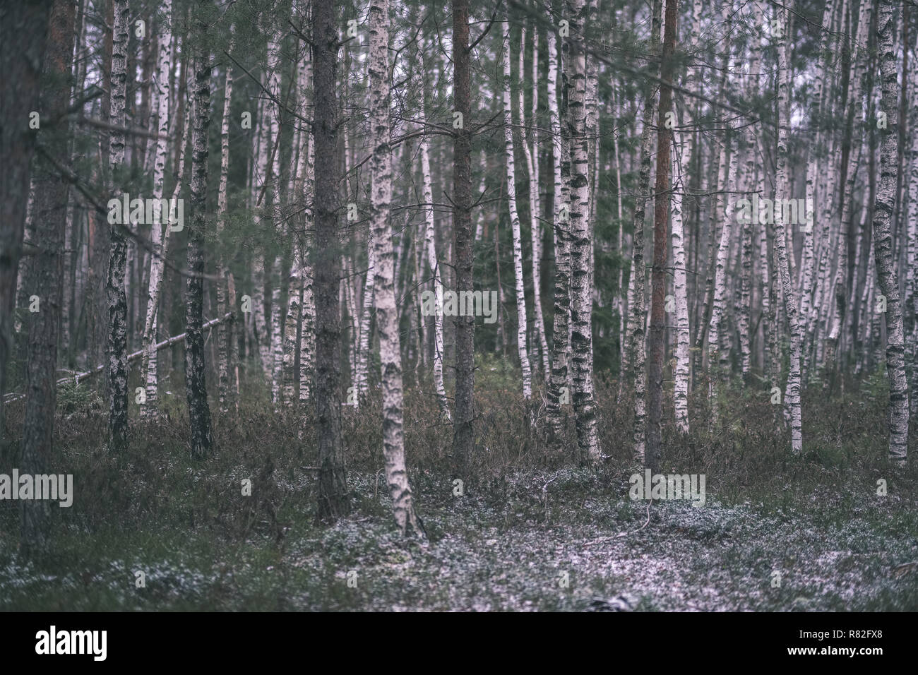 swamp landscape view with dry distant trees, and first snow on green ...