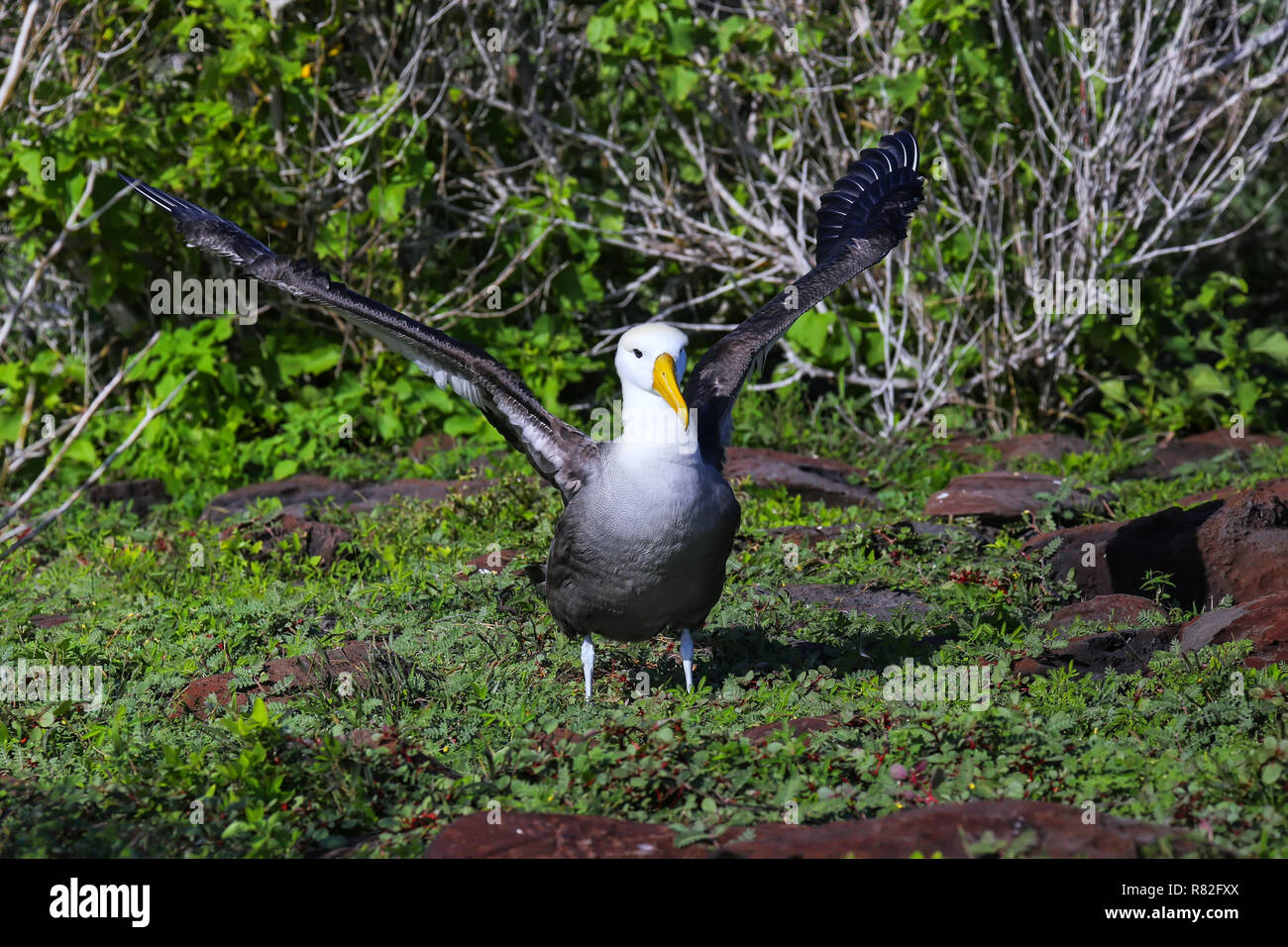 Waved albatross spreading its wings, Espanola Island, Galapagos ...