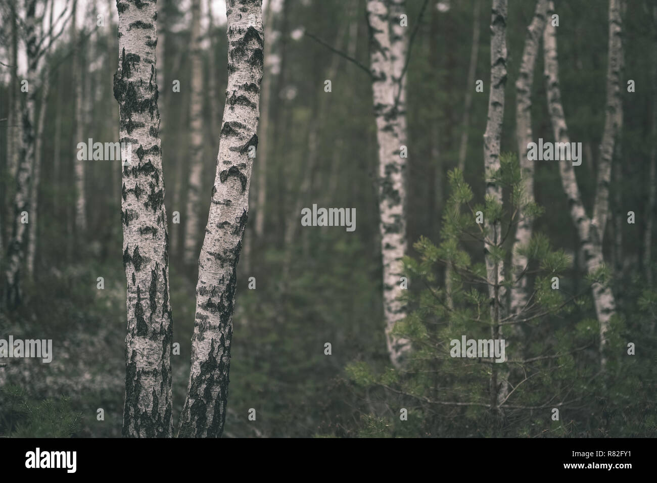 swamp landscape view with dry distant trees, and first snow on green ...