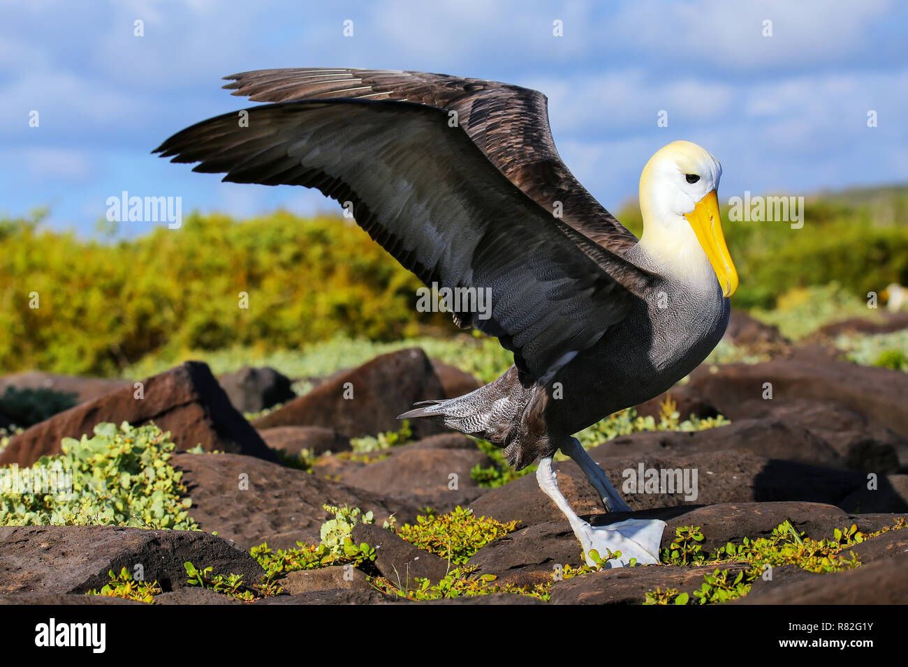 Waved albatross spreading its wings, Espanola Island, Galapagos ...