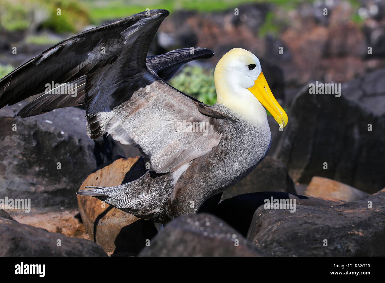 Waved albatross spreading its wings, Espanola Island, Galapagos ...