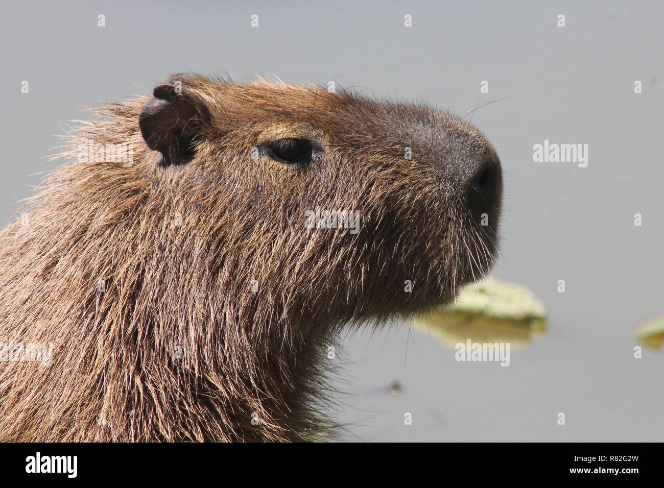 Capivara hi-res stock photography and images - Alamy