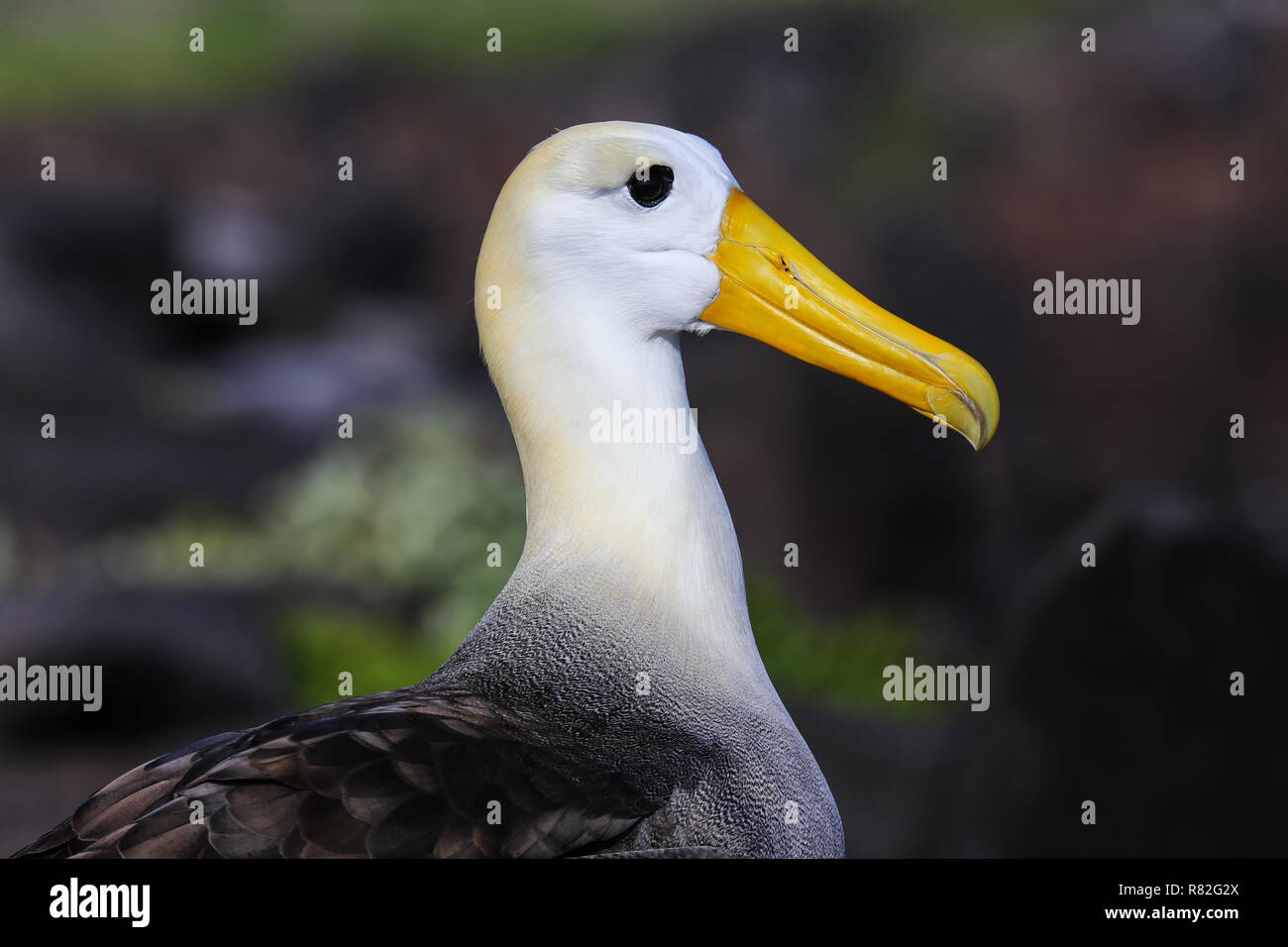 Albatross head hi-res stock photography and images - Alamy