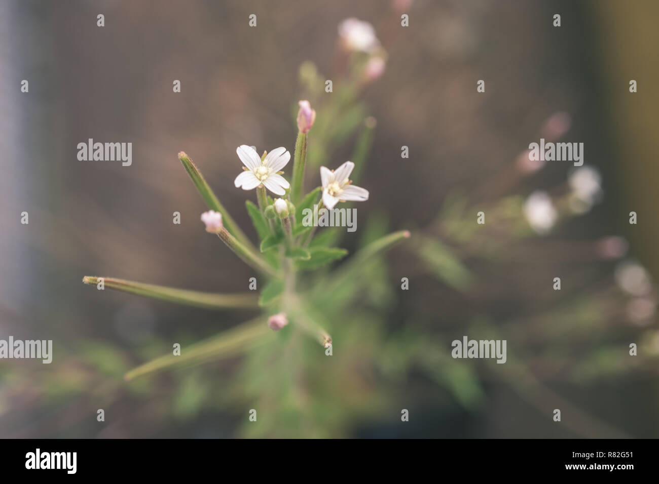 wild random flowers blooming in nature with green foliage in meadow ...