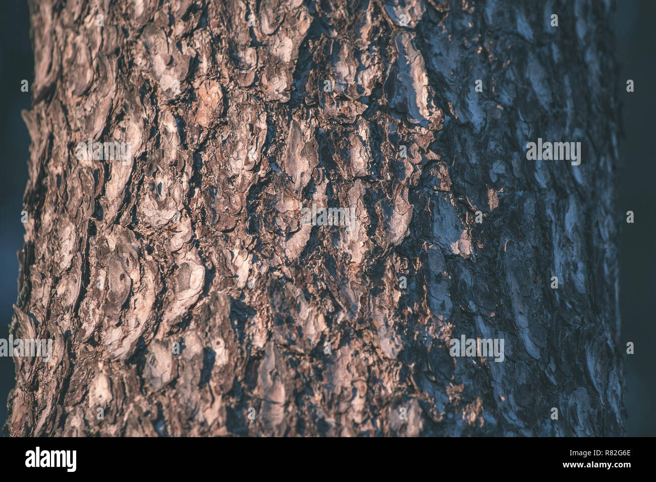 old dry tree trunk stomp texture with bark in nature - vintage retro ...