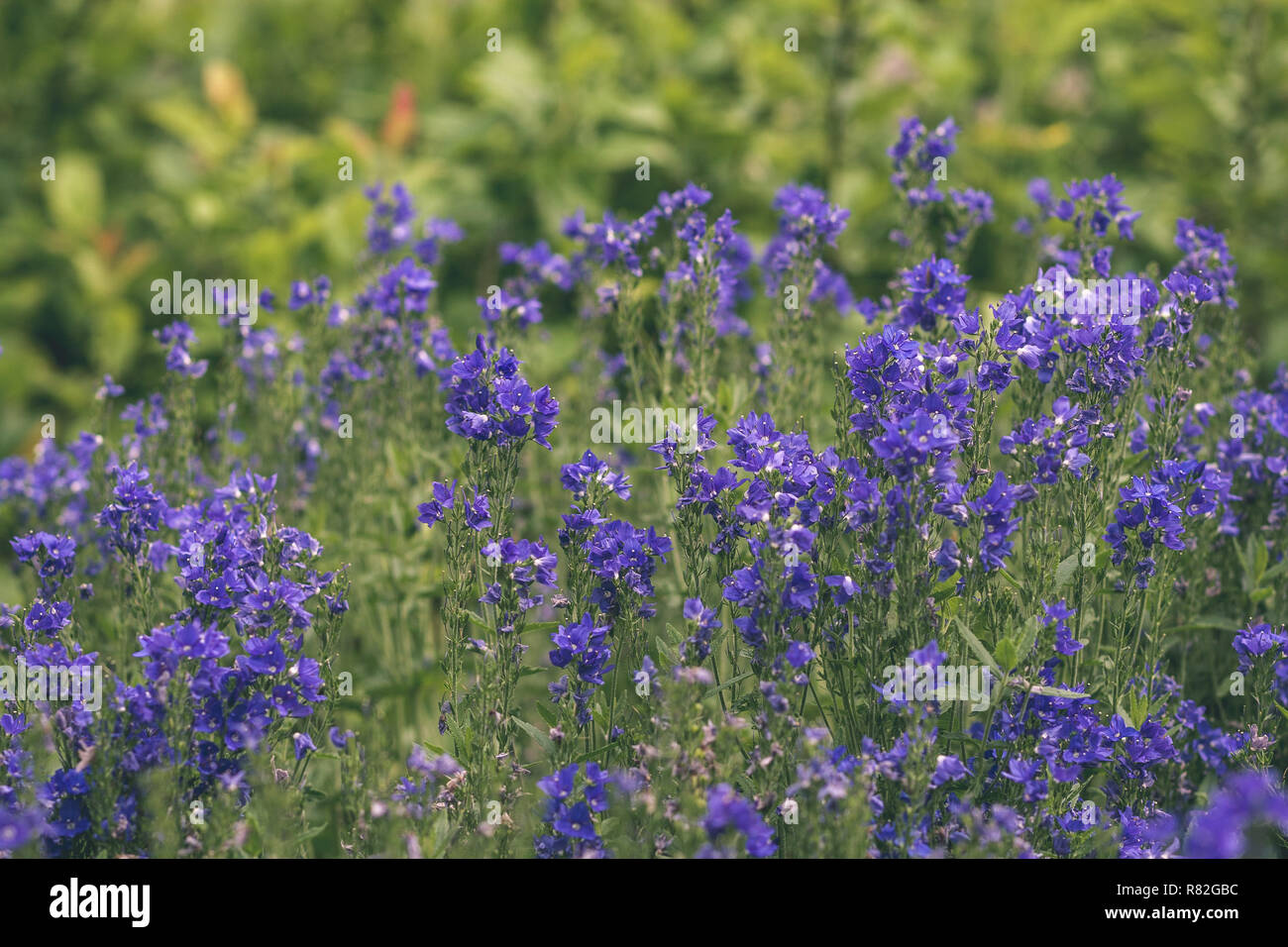 wild random flowers blooming in nature with green foliage in meadow ...
