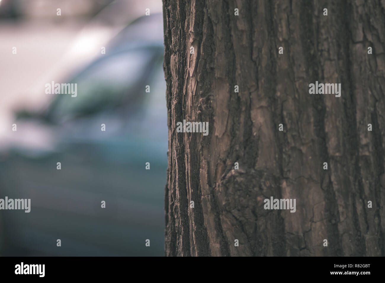 old dry tree trunk stomp texture with bark in nature - vintage retro ...