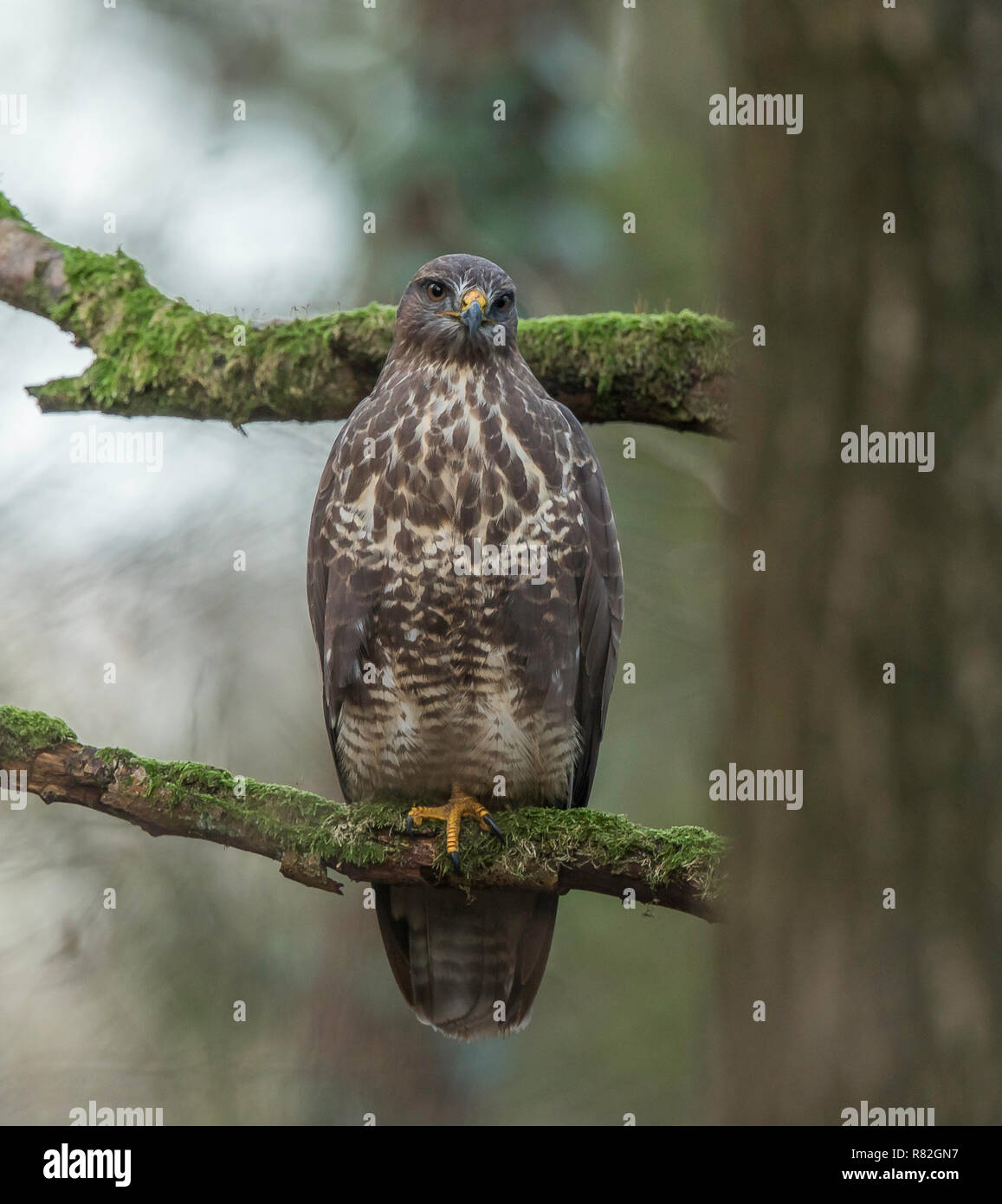 Young buzzard uk hi-res stock photography and images - Alamy