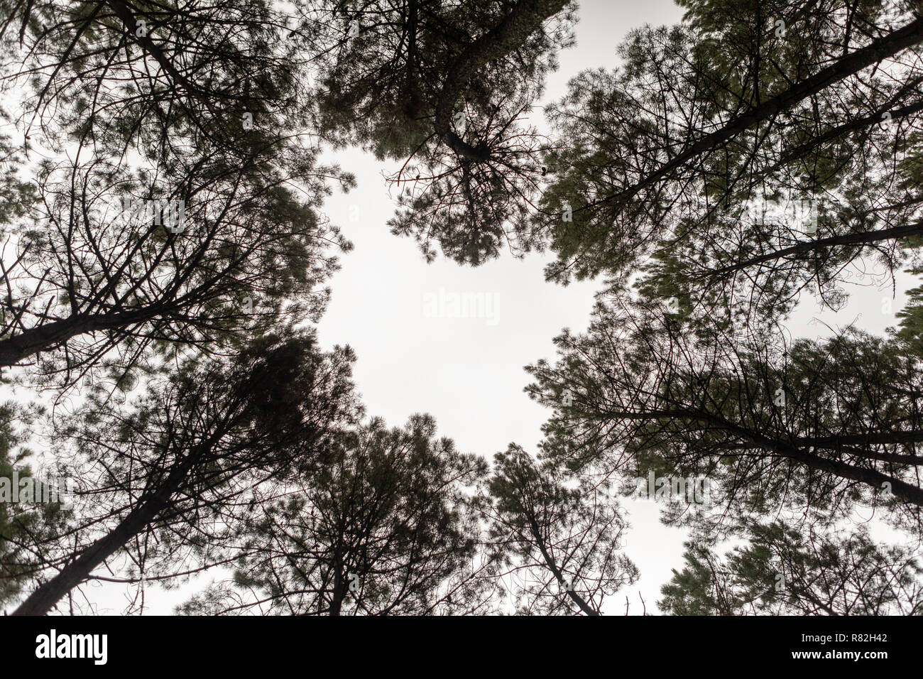 The tops of the trees golden autumn Stock Photo - Alamy